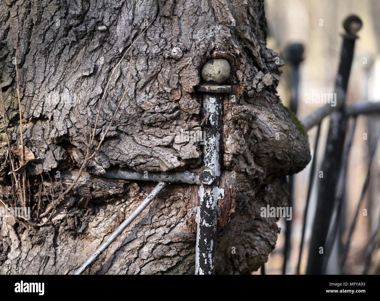 Tree human head hi-res stock photography and images - Alamy