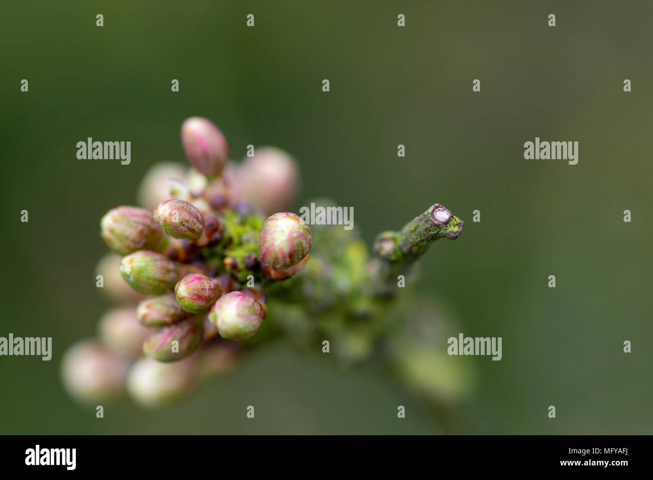 Hawthorn tree (Crataegus monogyna) buds Stock Photo - Alamy