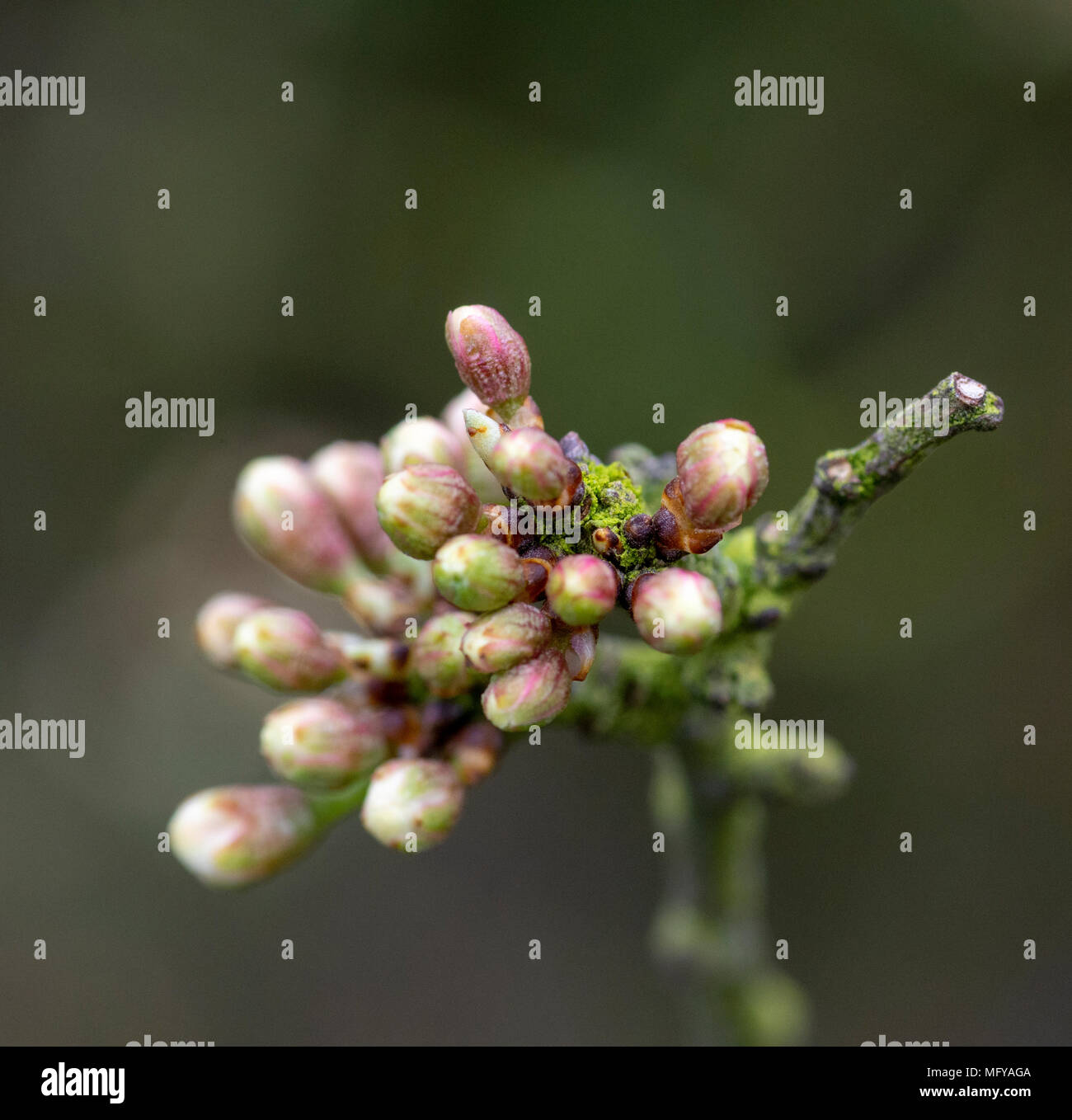 Hawthorn tree (Crataegus monogyna) buds Stock Photo - Alamy