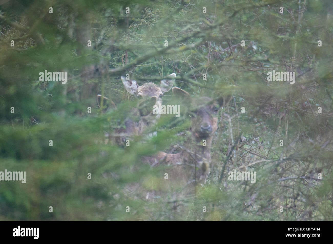 Deer hidden in the trees hi-res stock photography and images - Alamy