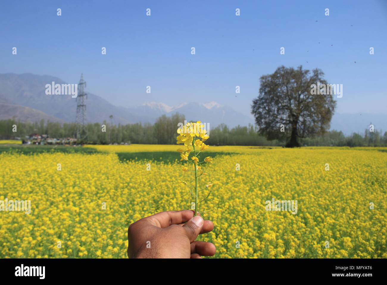 Srinagar, India. 31st Mar, 2018. The yellow flowers called mustard ...