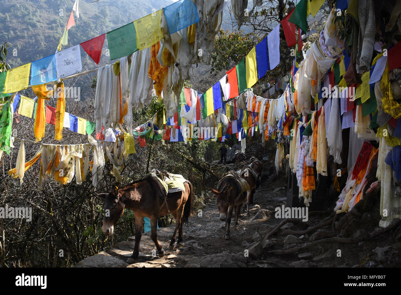 Mules go underneath praying flags in the Himalayas, Nepal Stock Photo ...