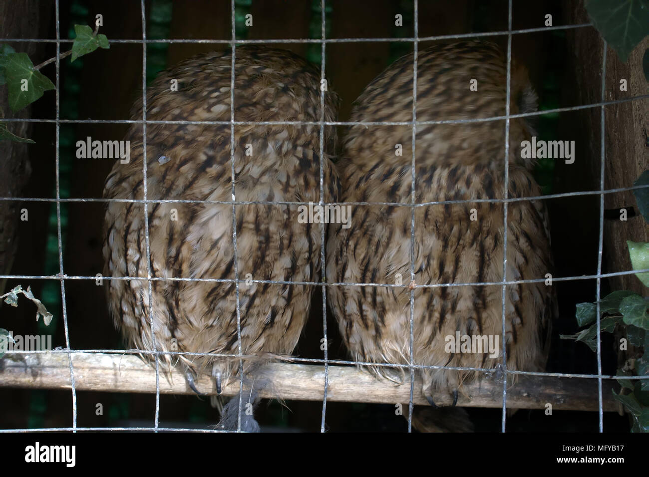 Animals in captivity. Pair of owls (Scops owl) in small private zoo ...