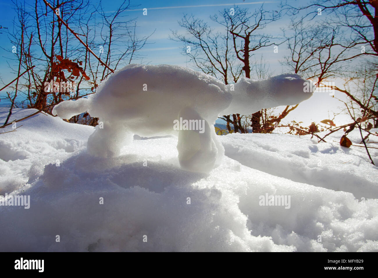 Funny Frosty tortoise in forest in rays of sun, against light. Winter ...