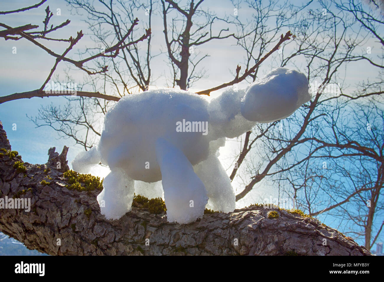 Funny Frosty tortoise in forest in rays of sun, against light. Winter ...