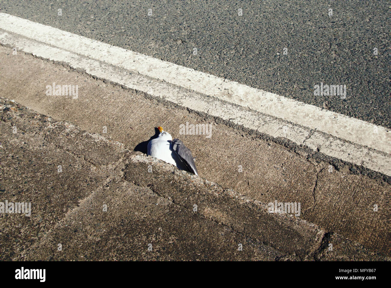 Destruction of nature, killing animals. Car vs birds. Seagull hit by ...