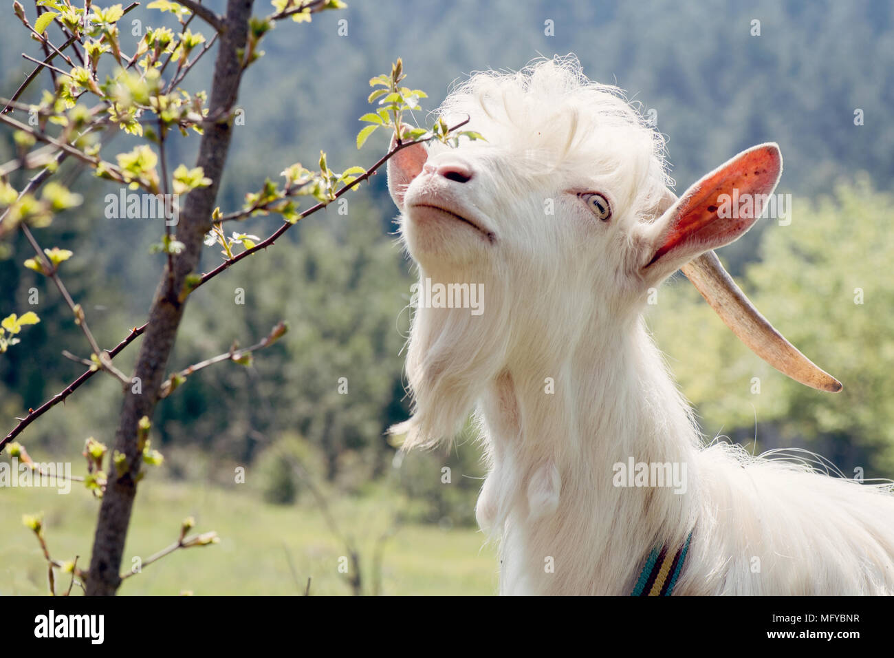 A close-up of a curious white goat nibbling on fresh green leaves from ...