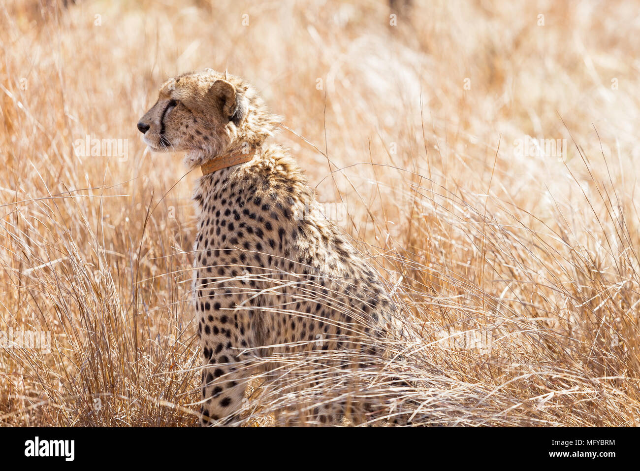 Photographed on safari in a South African game reserve. Notice the ...