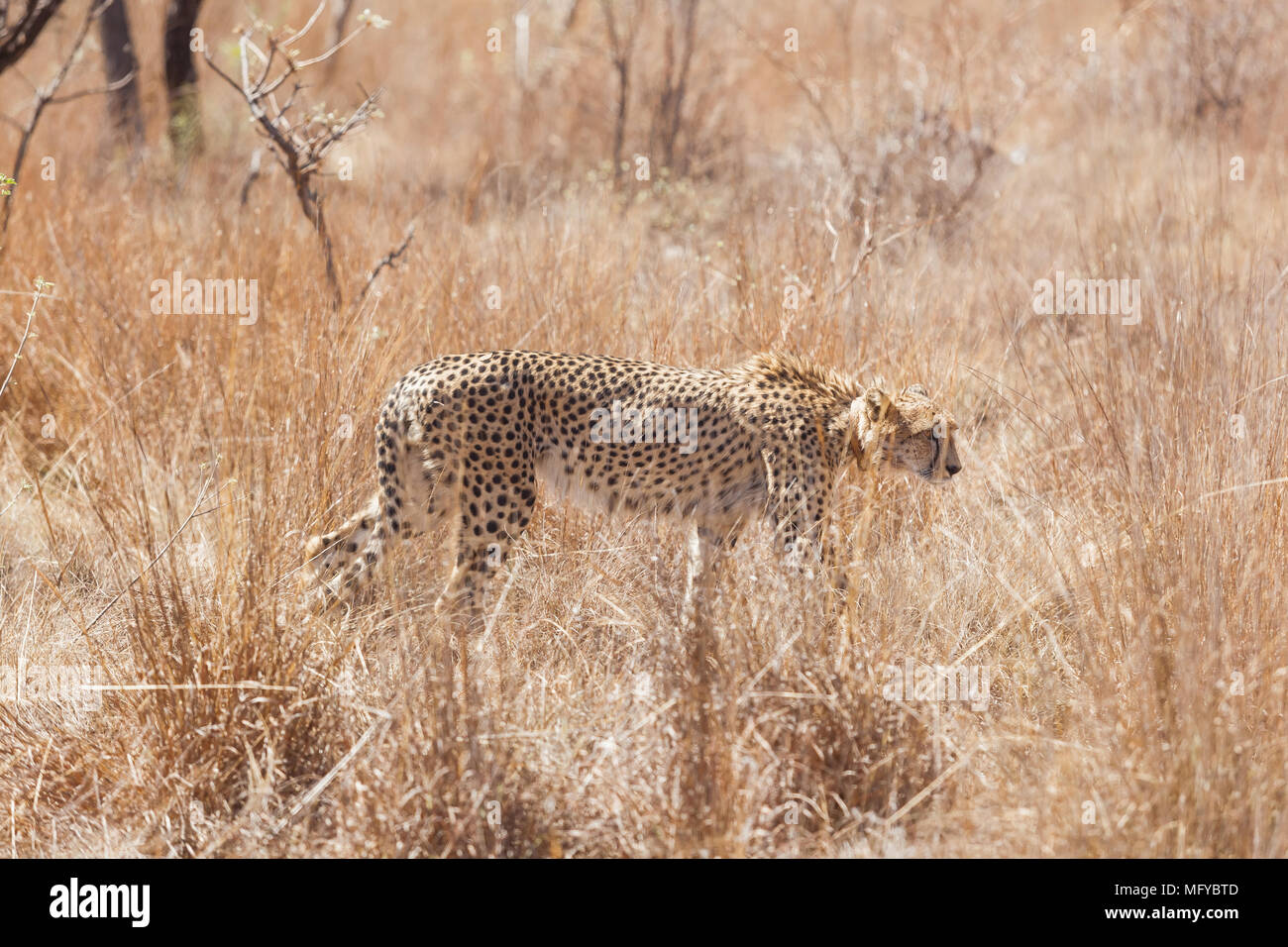 Photographed on safari in a South African game reserve. Notice the ...