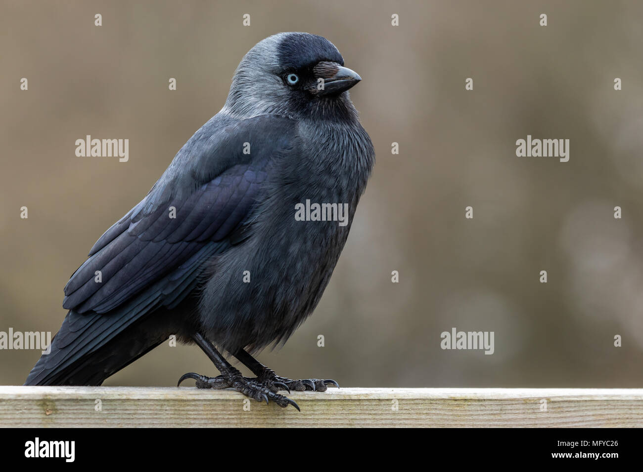 Colour wildlife hi-res stock photography and images - Alamy