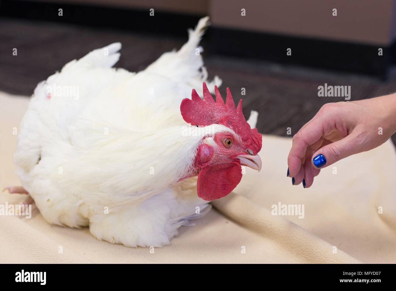 A woman's hand reaching to pet a rooster Stock Photo - Alamy