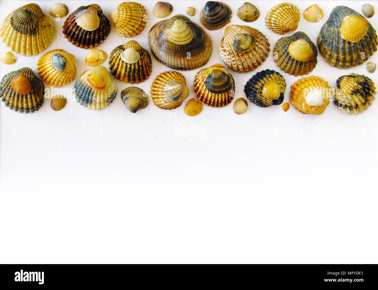 Bar of sea shells in upper border over white background Stock Photo - Alamy