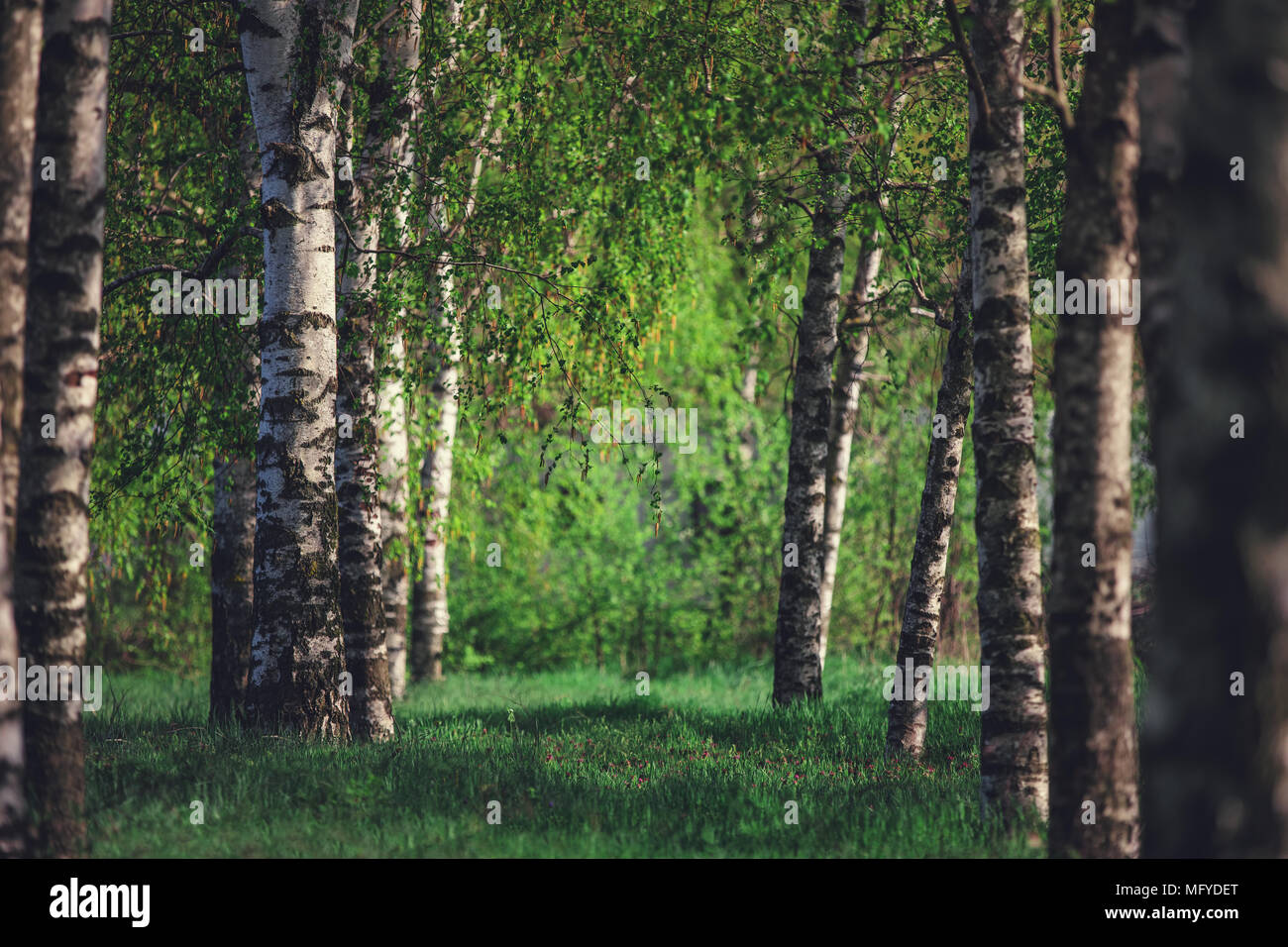 Spring forest landscape with the brich Stock Photo - Alamy