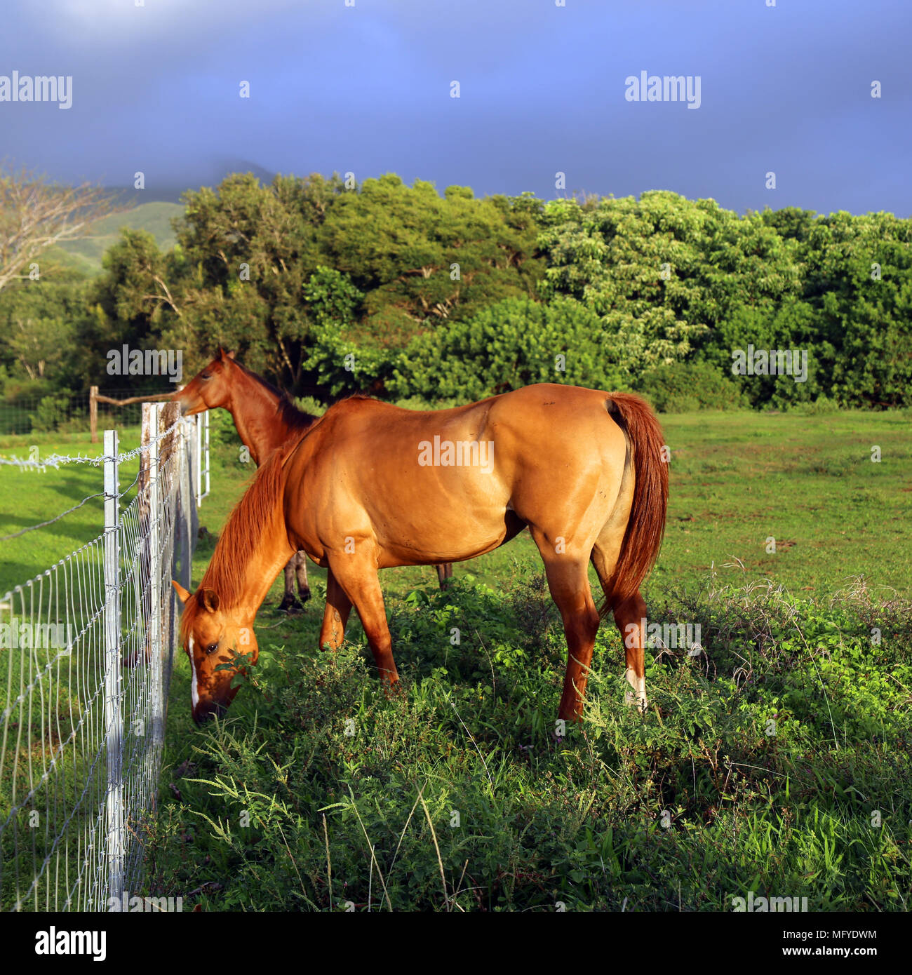 Horses at Hana Ranch, Maui Stock Photo - Alamy