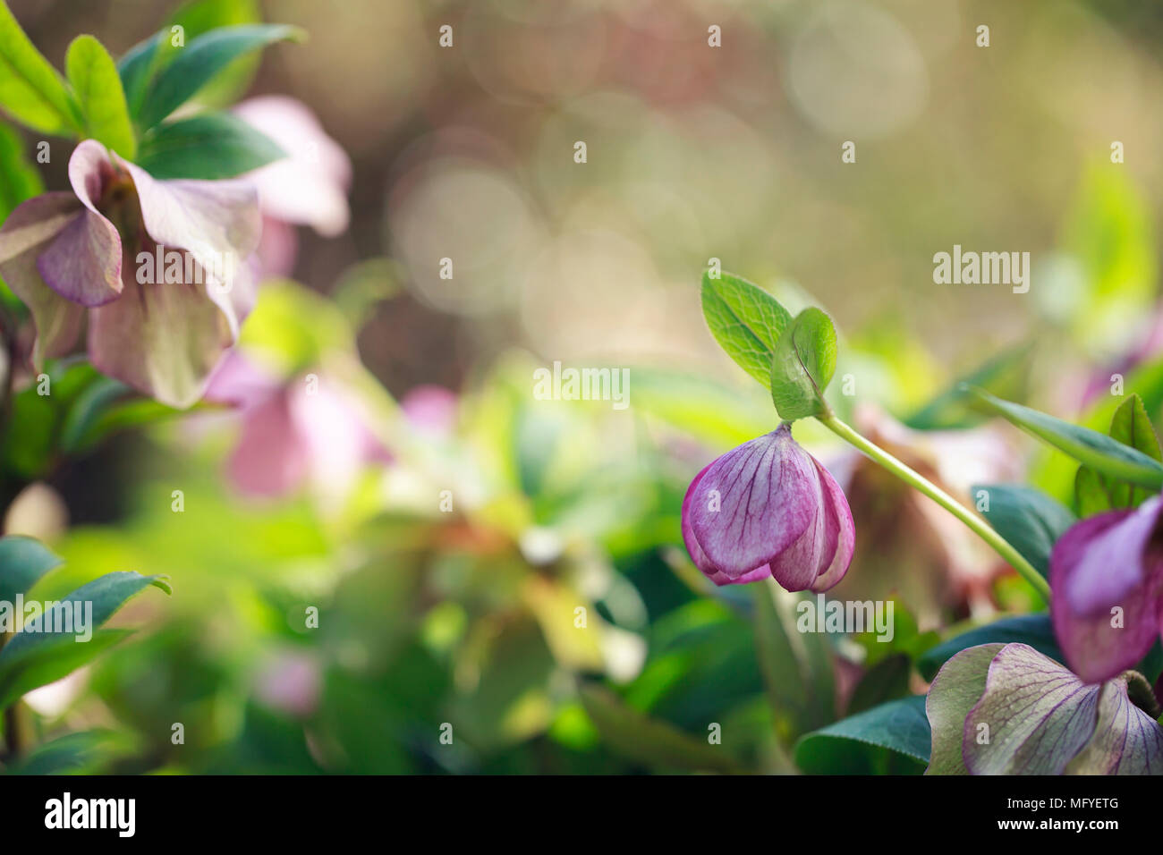 Flowering helleborus hi-res stock photography and images - Alamy