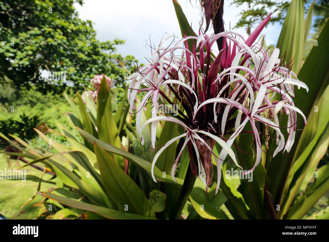 Spider Lily, Hana, Maui Stock Photo - Alamy
