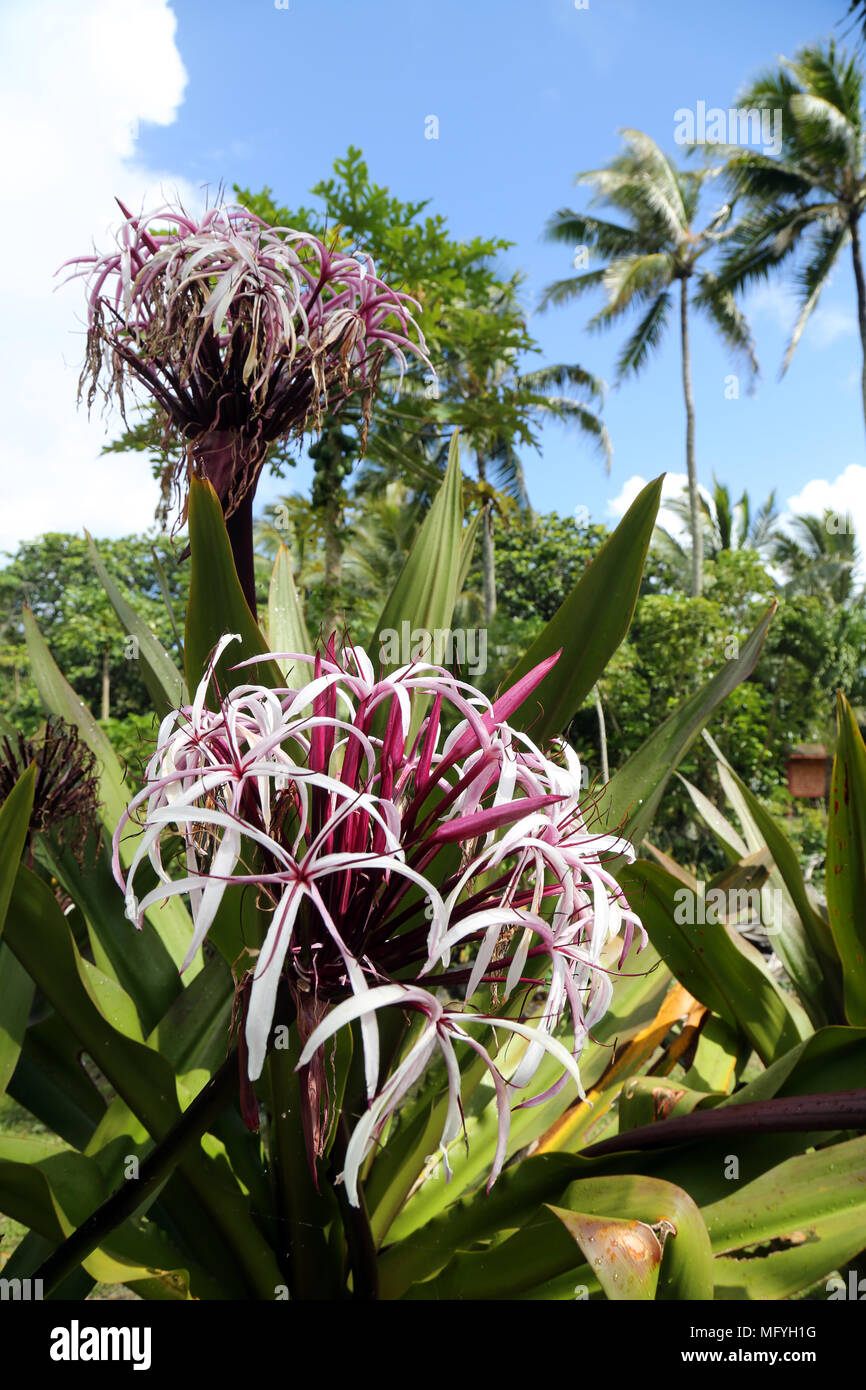 Spider Lily, Hana, Maui Stock Photo - Alamy