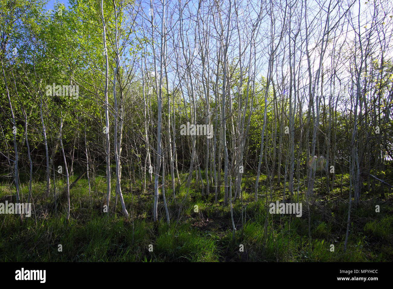 A small copse of Silver Birch (Fagus sylvatica Stock Photo - Alamy
