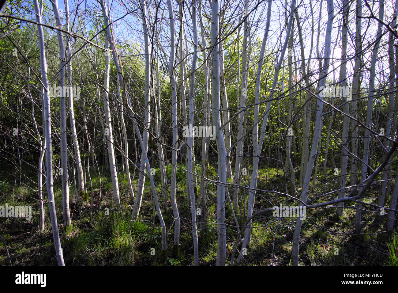 A small copse of Silver Birch (Fagus sylvatica Stock Photo - Alamy