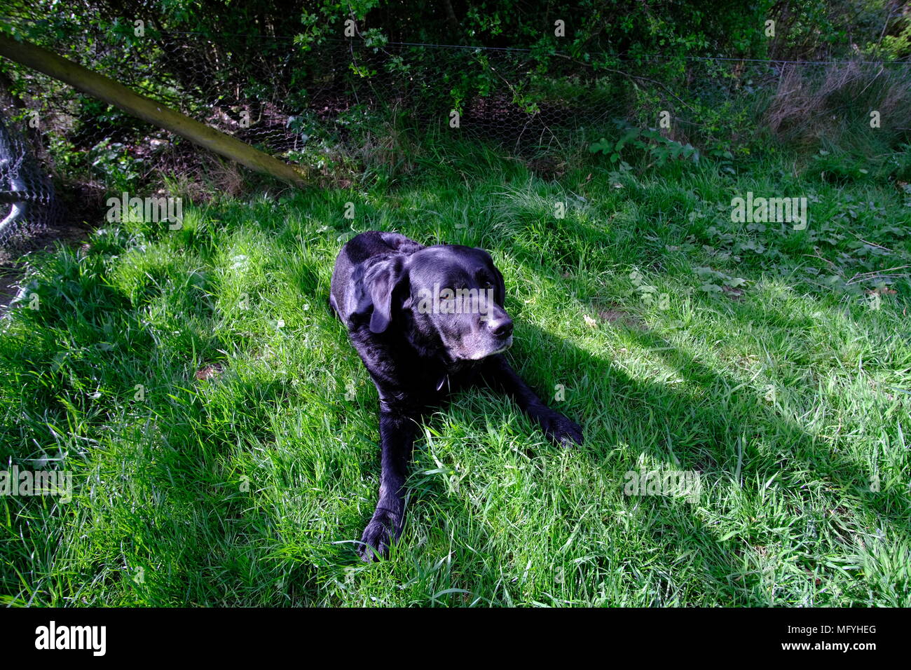Black Labrador laying on a grass path in shadows Stock Photo - Alamy