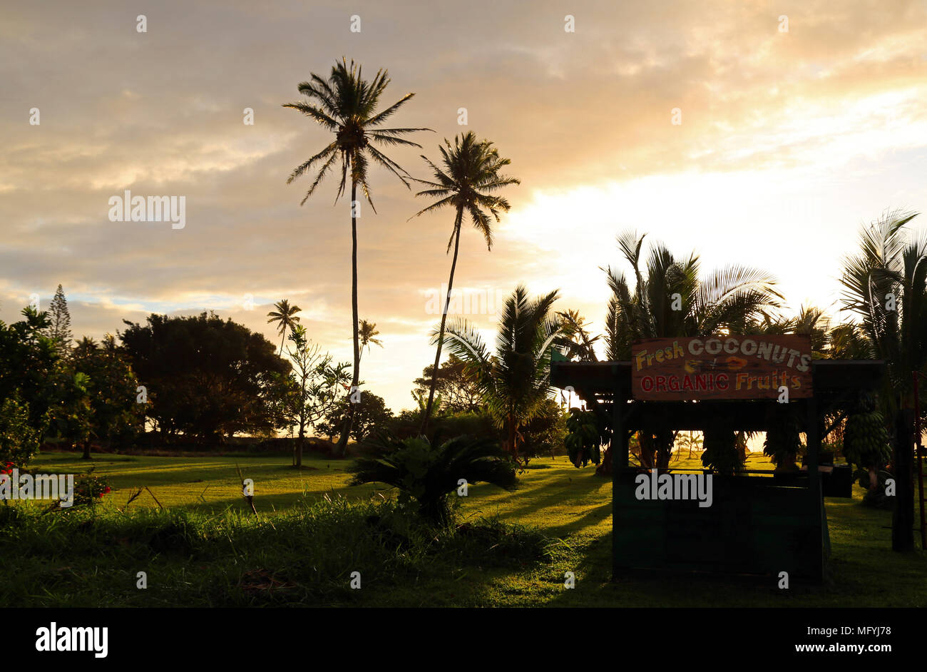 Coconut stand hi-res stock photography and images - Alamy