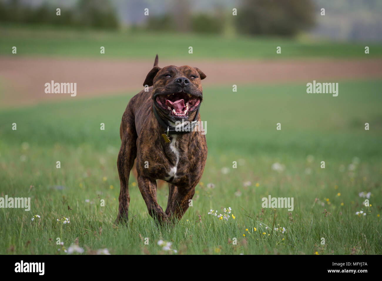 Working Pit Bulldog Stock Photo - Alamy