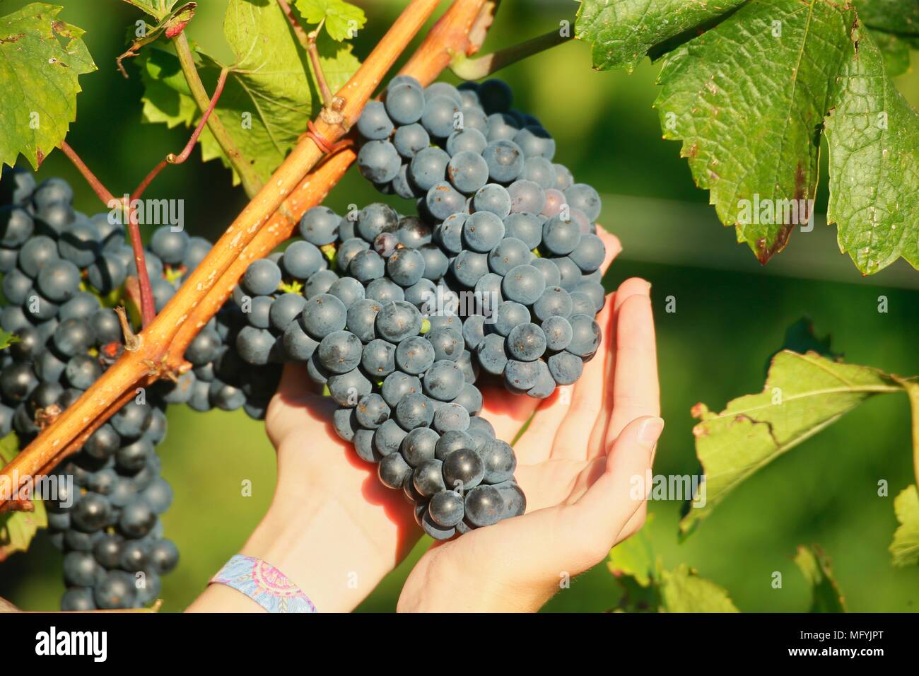 Hand Holding Grapes Vineyard High Resolution Stock Photography and ...
