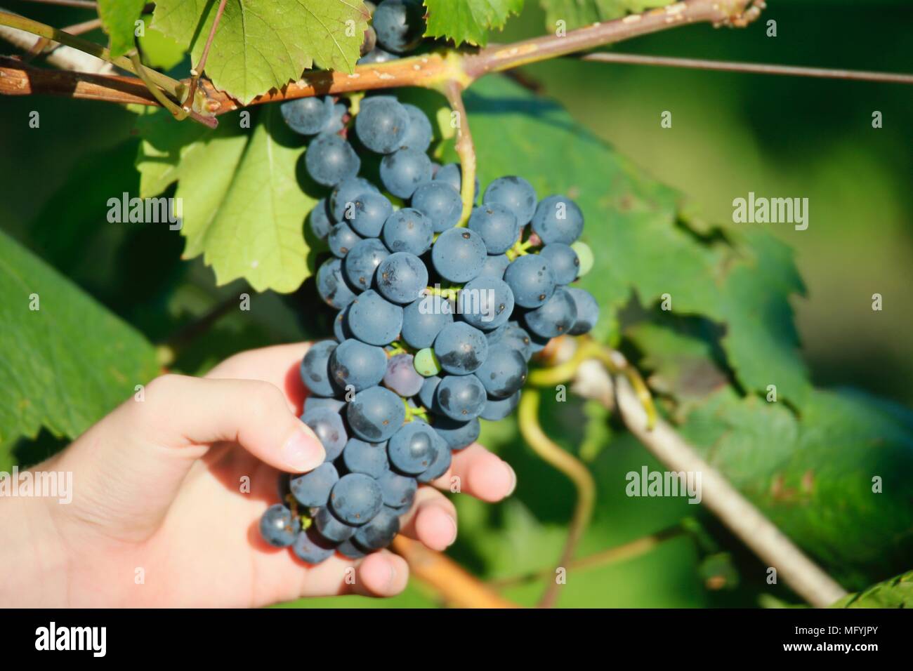 Hand holding grapes vineyard hi-res stock photography and images - Alamy