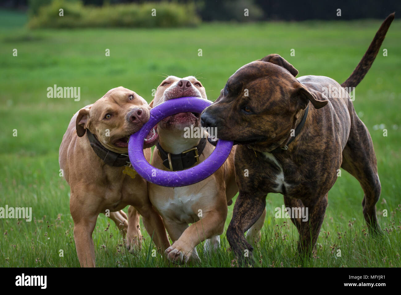 Whopper dog hi-res stock photography and images - Alamy