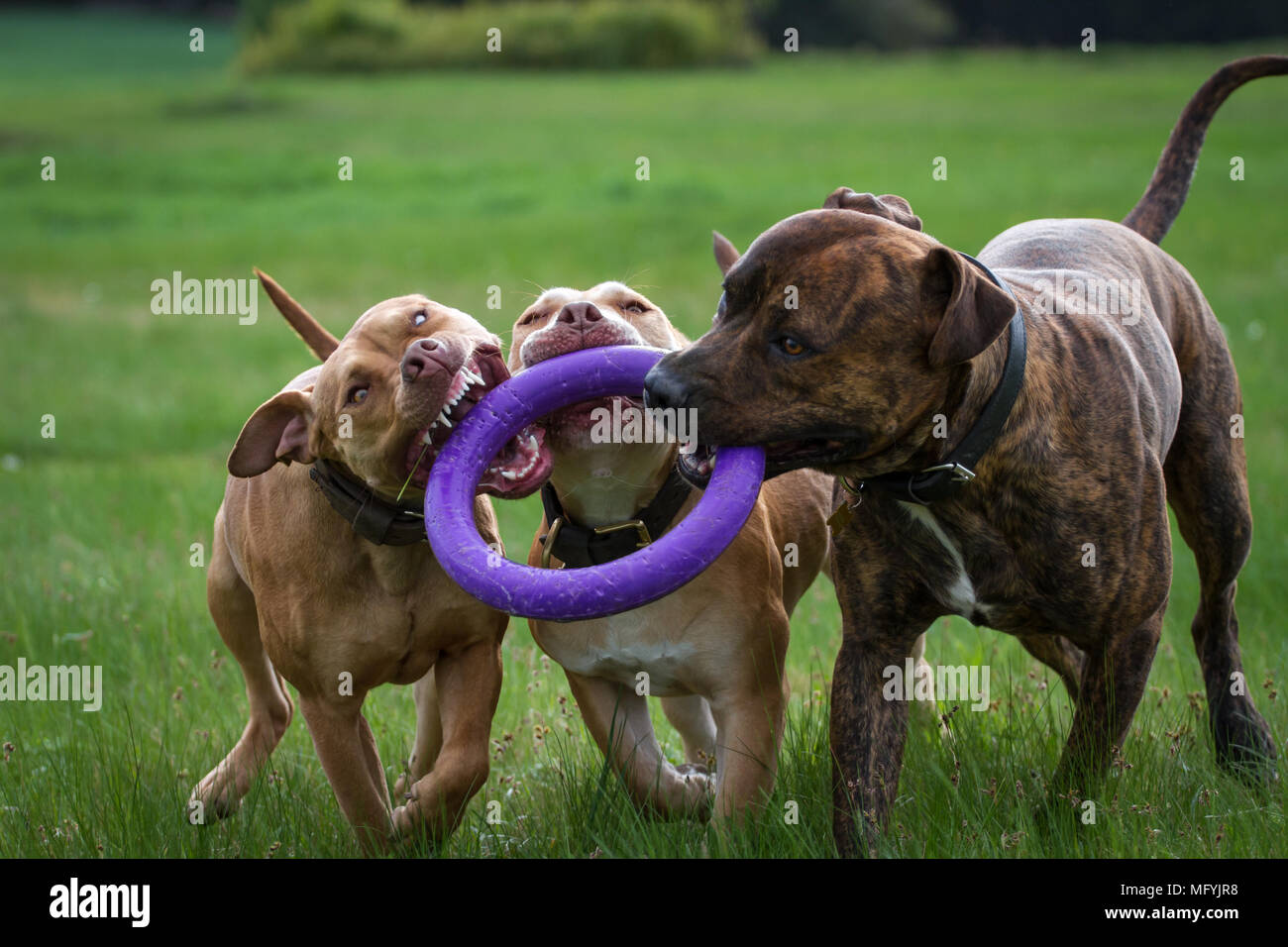 Working Pit Bulldogs playing Stock Photo - Alamy