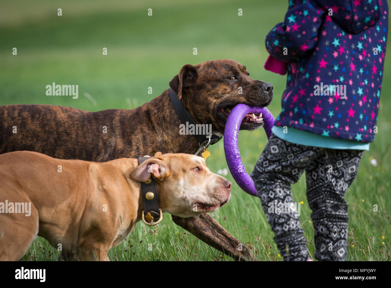 Working Pit Bulldogs playing Stock Photo - Alamy
