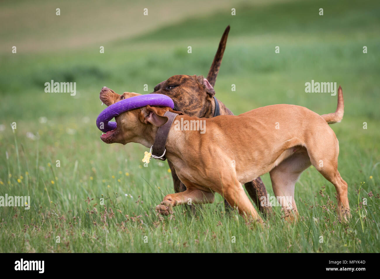 Whopper dog hi-res stock photography and images - Alamy