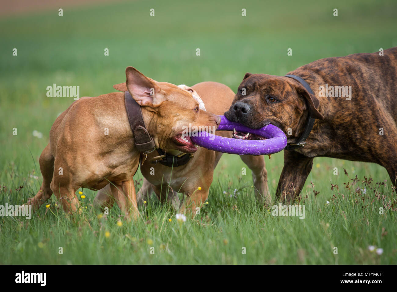 Whopper dog hi-res stock photography and images - Alamy