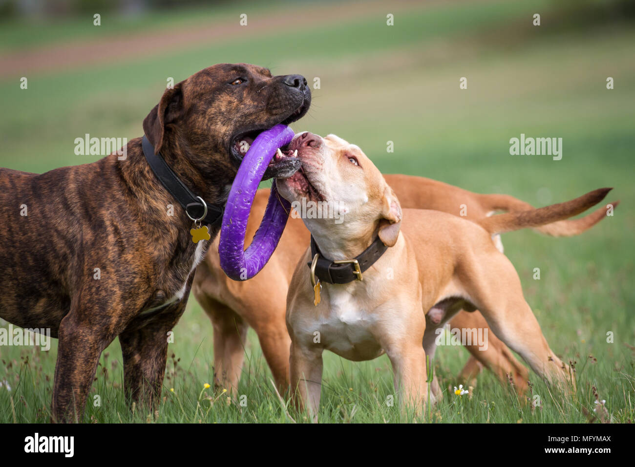 Working Pit Bulldogs playing Stock Photo - Alamy