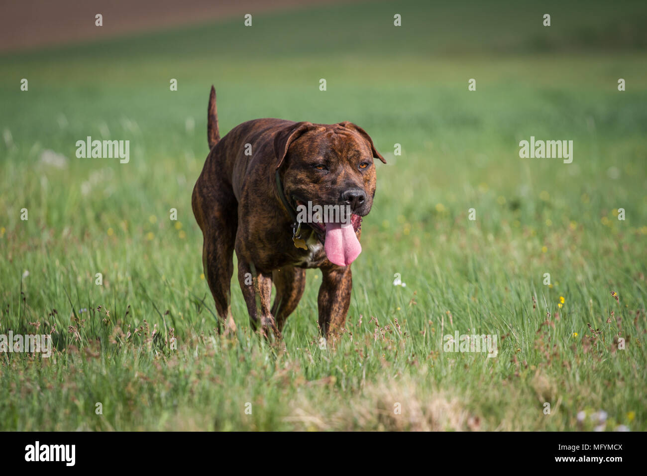 Working Pit Bulldog Stock Photo - Alamy