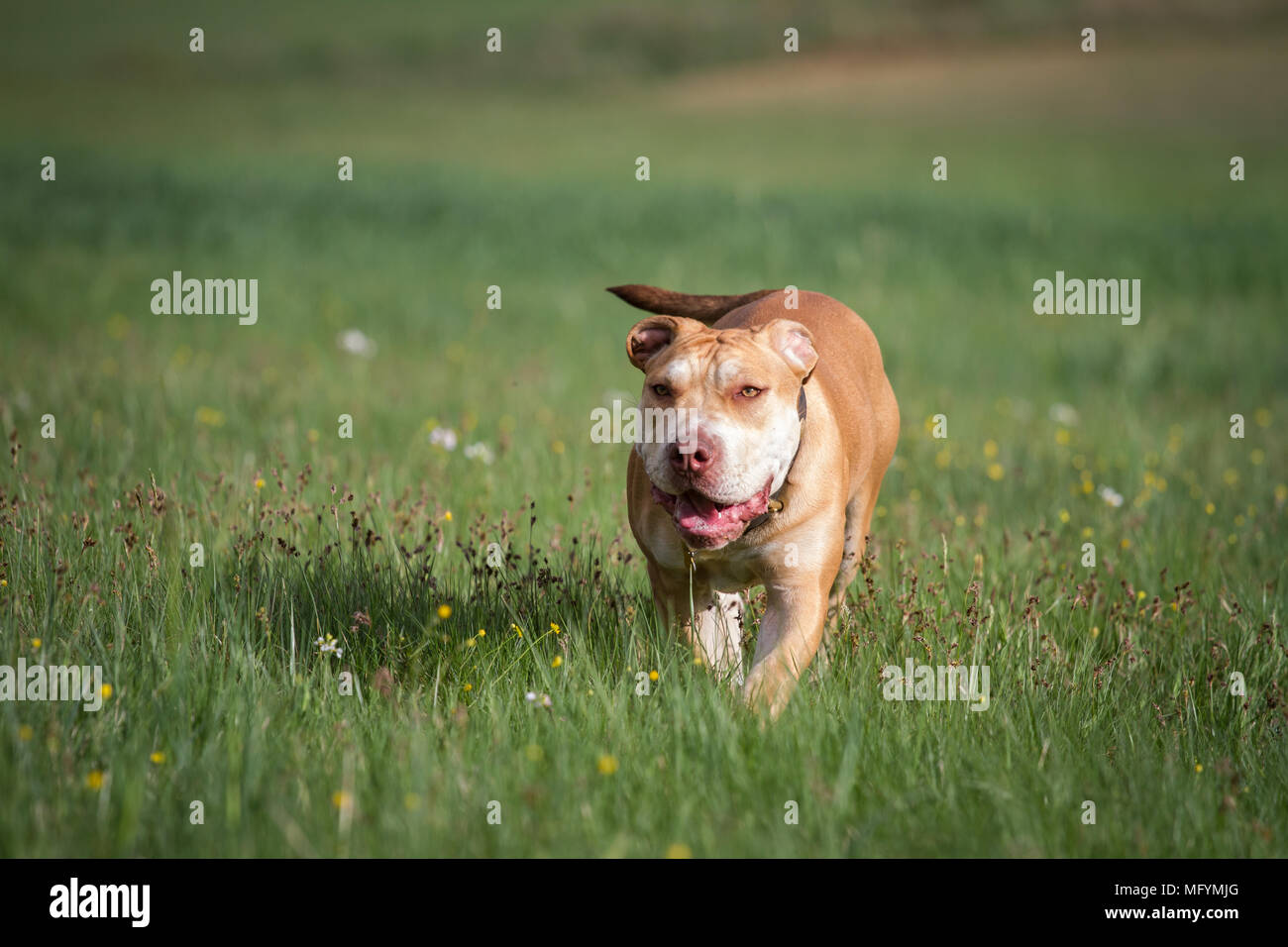 Young Working Pit Bulldog Stock Photo - Alamy