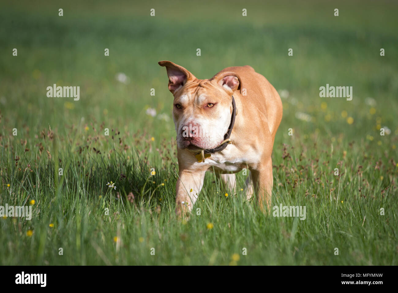 American bully trotting hi-res stock photography and images - Alamy