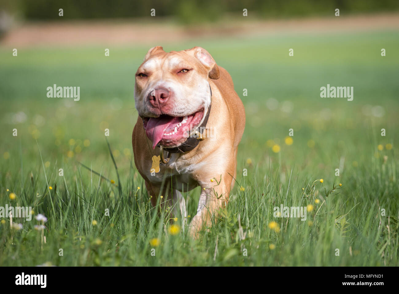 Young Working Pit Bulldog Stock Photo - Alamy