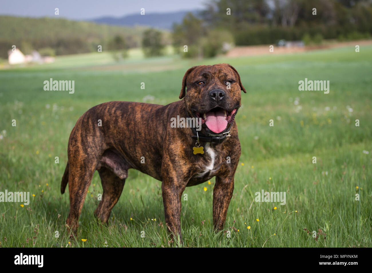 Bullmastiff Rottweiler Pitbull Mix