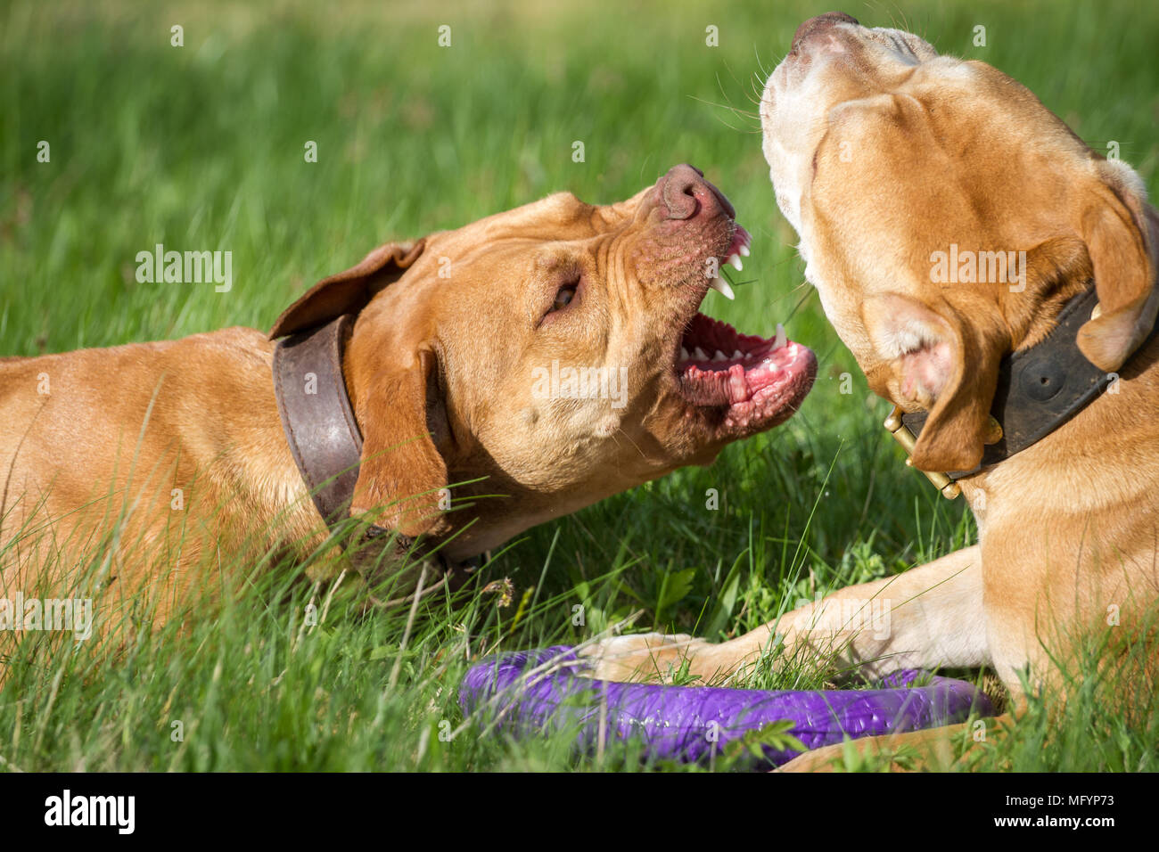Working Pit Bulldogs playing Stock Photo - Alamy
