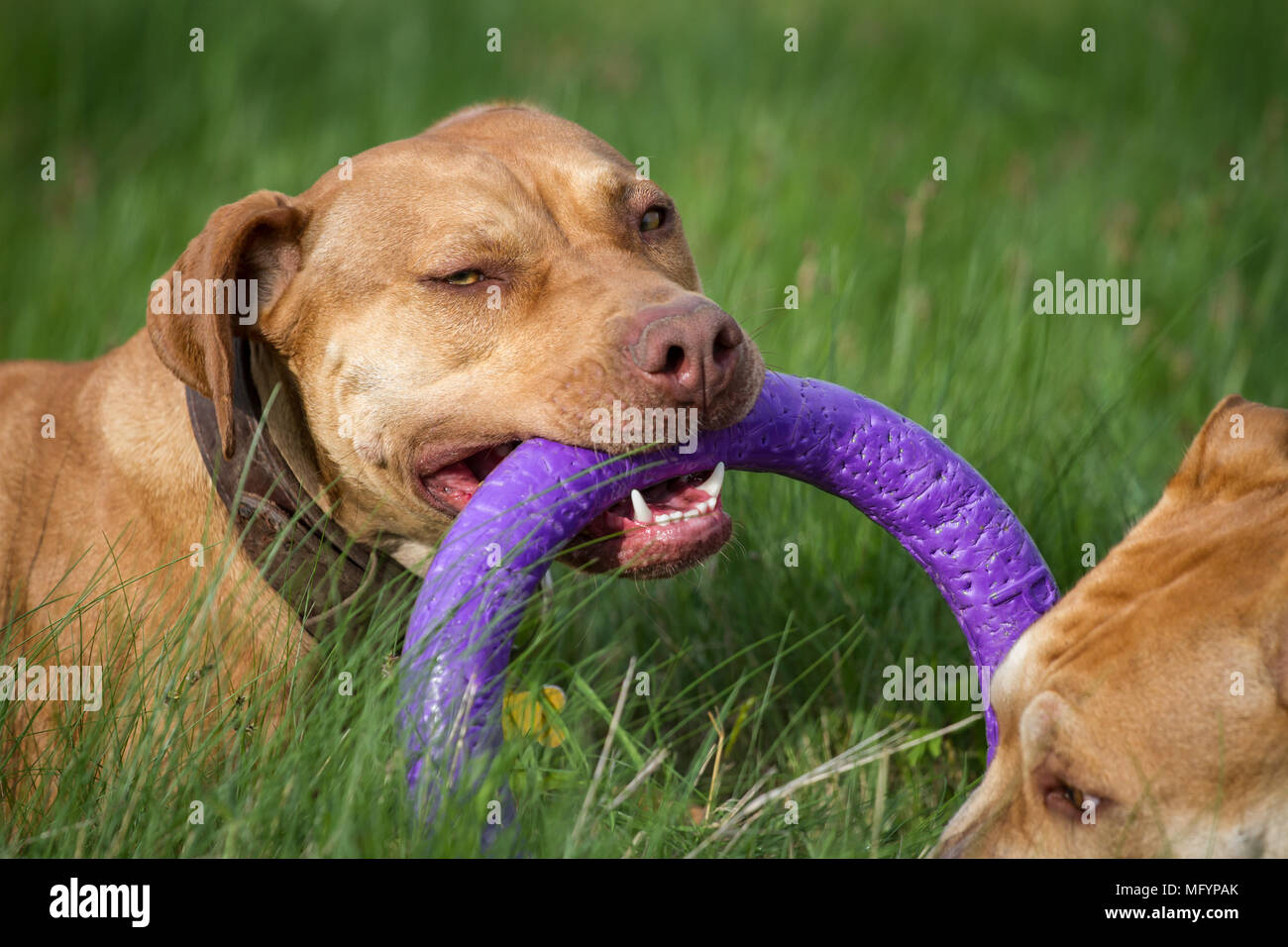Working Pit Bulldogs playing Stock Photo - Alamy