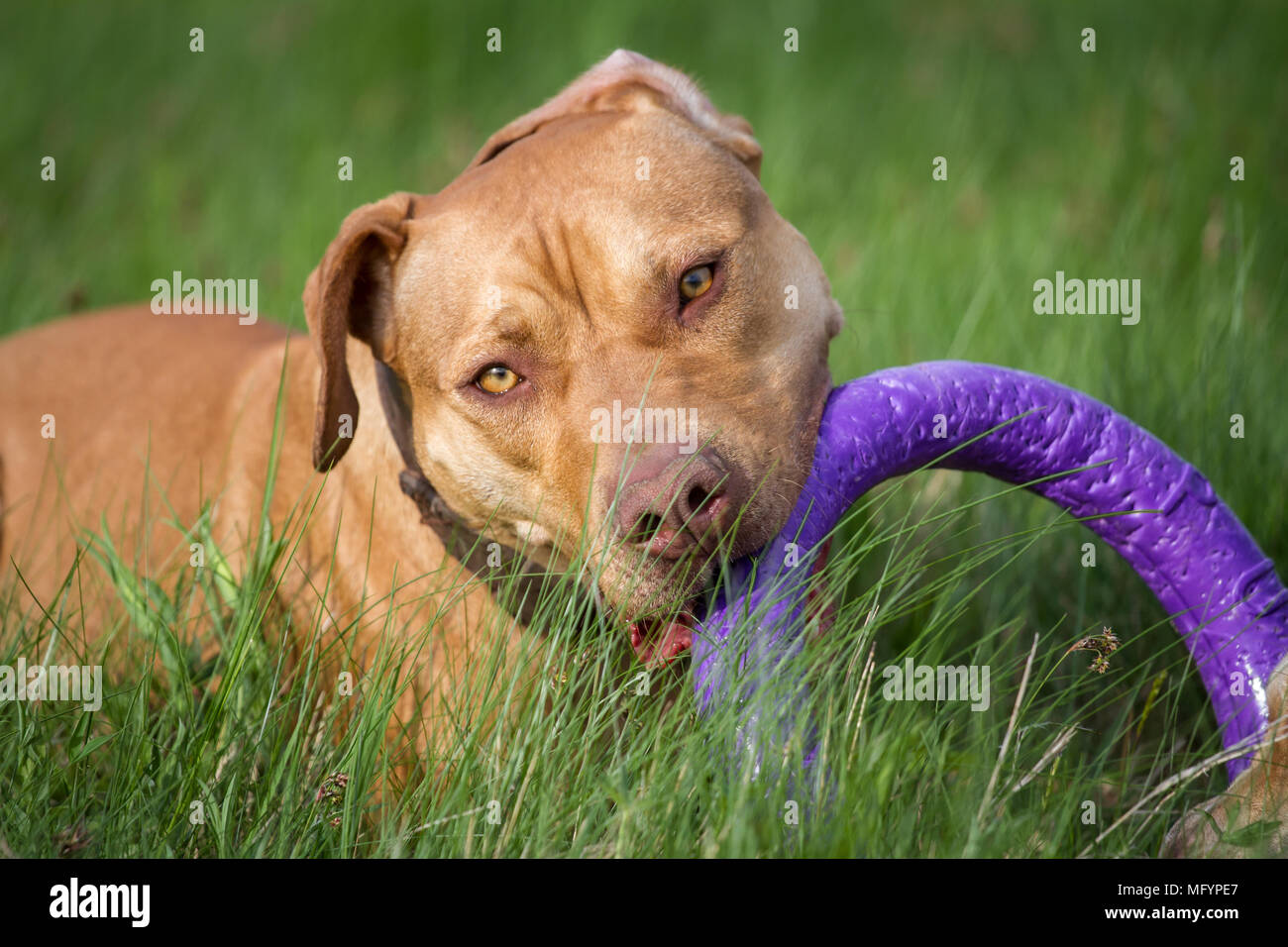 Working Pit Bulldog Stock Photo - Alamy