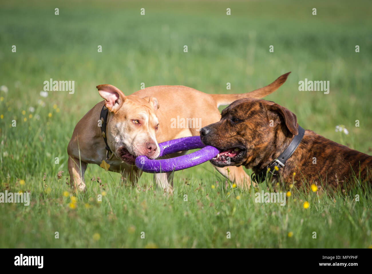 Working Pit Bulldogs playing Stock Photo - Alamy