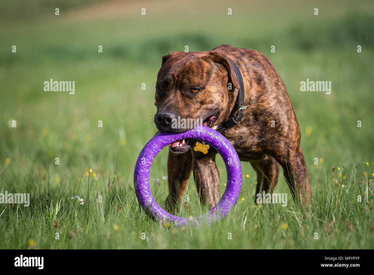 Working Pit Bulldog Stock Photo - Alamy