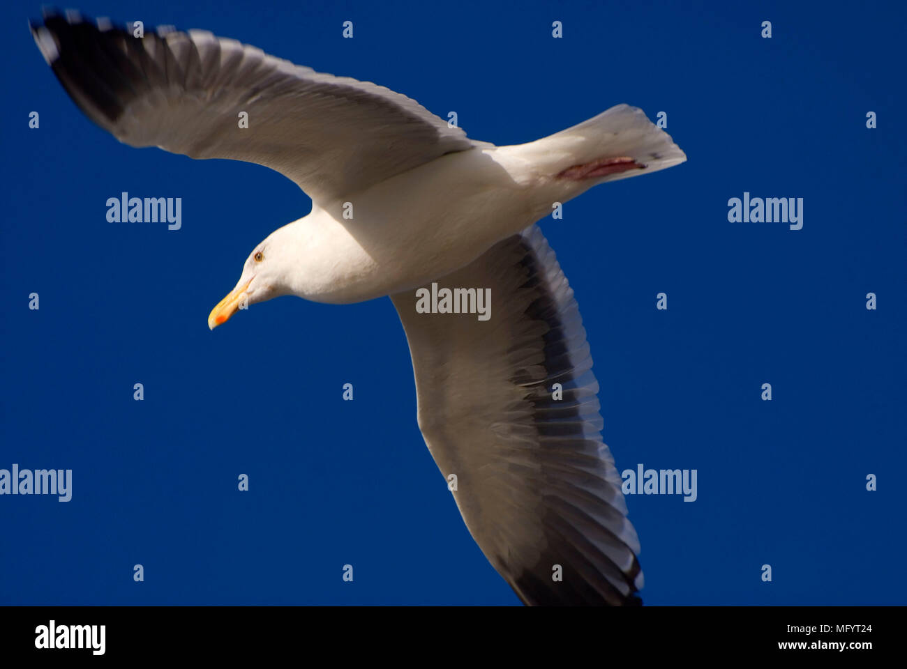 Gull in flight, Roads End State Park, Oregon Stock Photo - Alamy