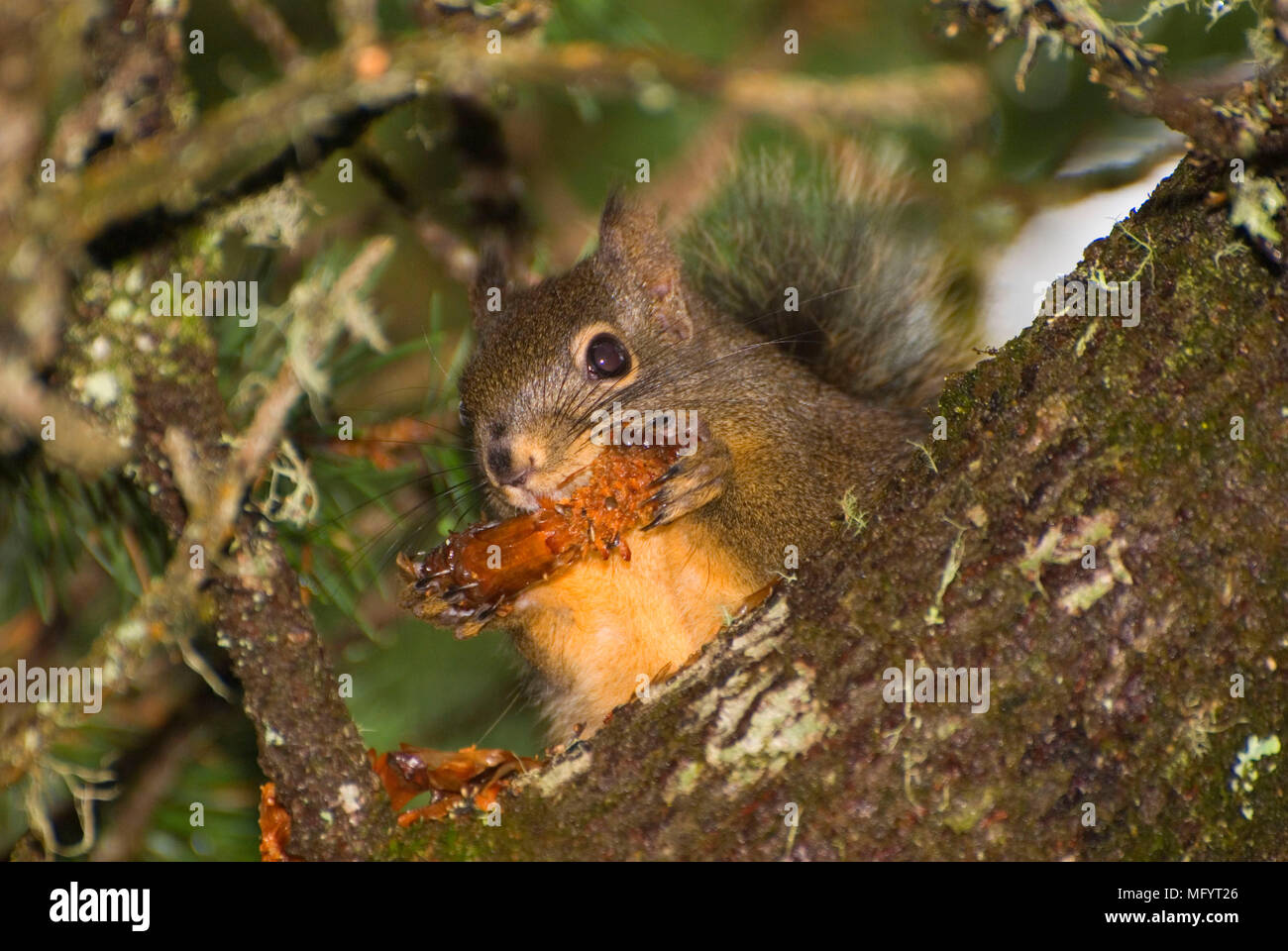 Squirrel, Salishan Natural Trail, Lincoln City, Oregon Stock Photo - Alamy