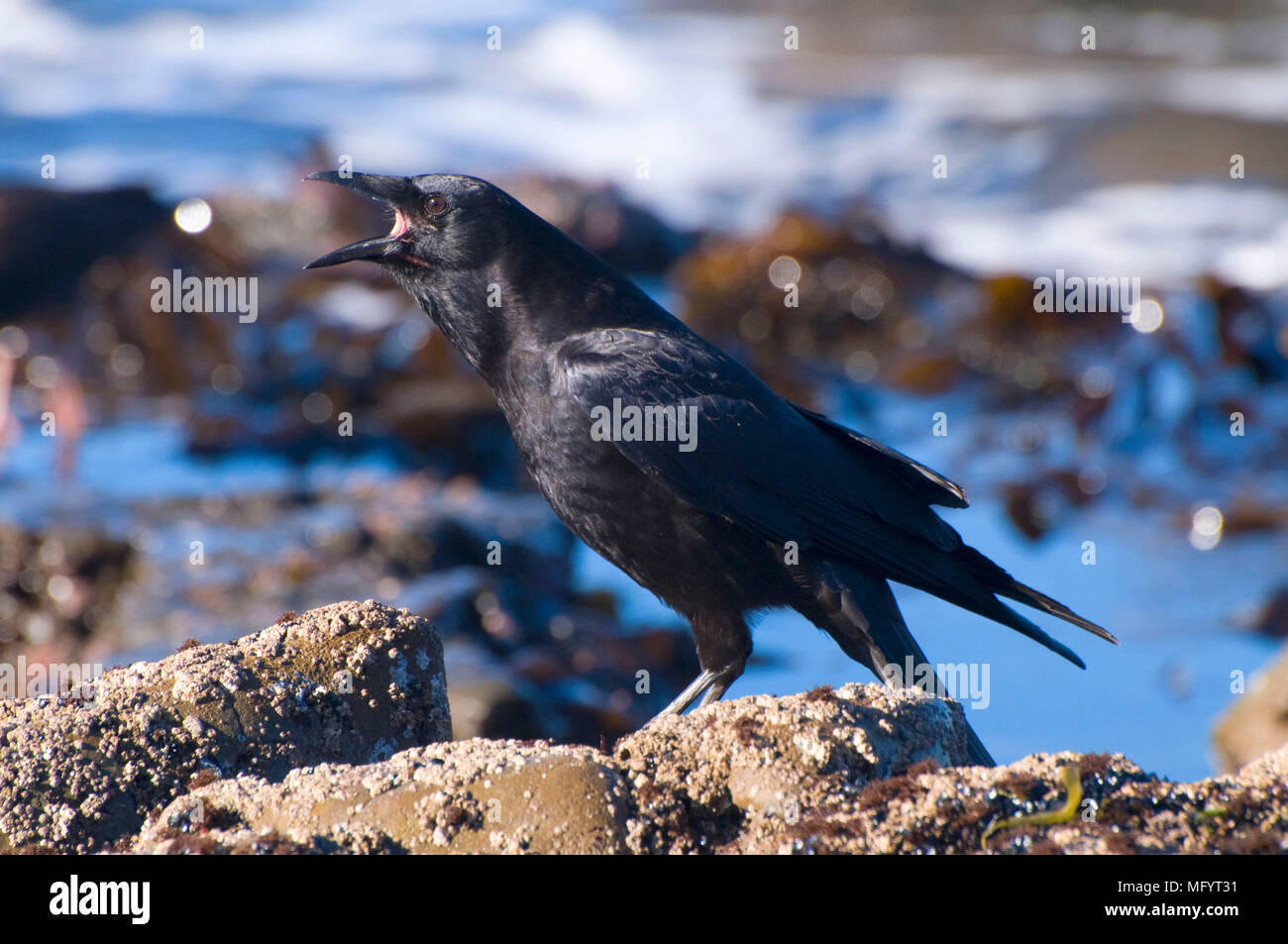 Common Raven (Corvus corax), Fogarty Creek State Park, Oregon Stock ...