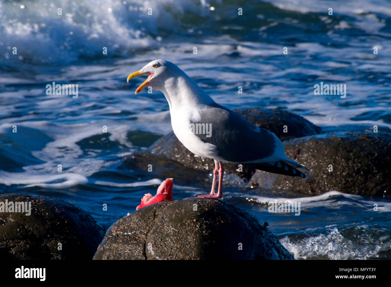 Fogarty Creek State Park High Resolution Stock Photography and Images ...