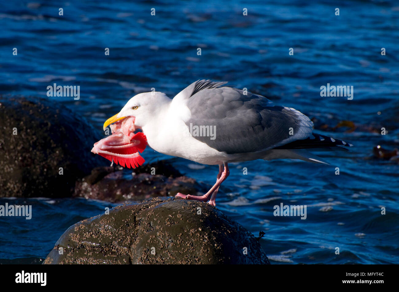Gull eating fish hi-res stock photography and images - Alamy