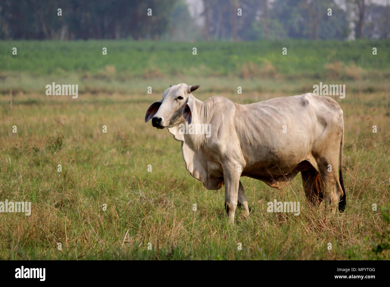 asian cow grazing on grassy green field Stock Photo - Alamy